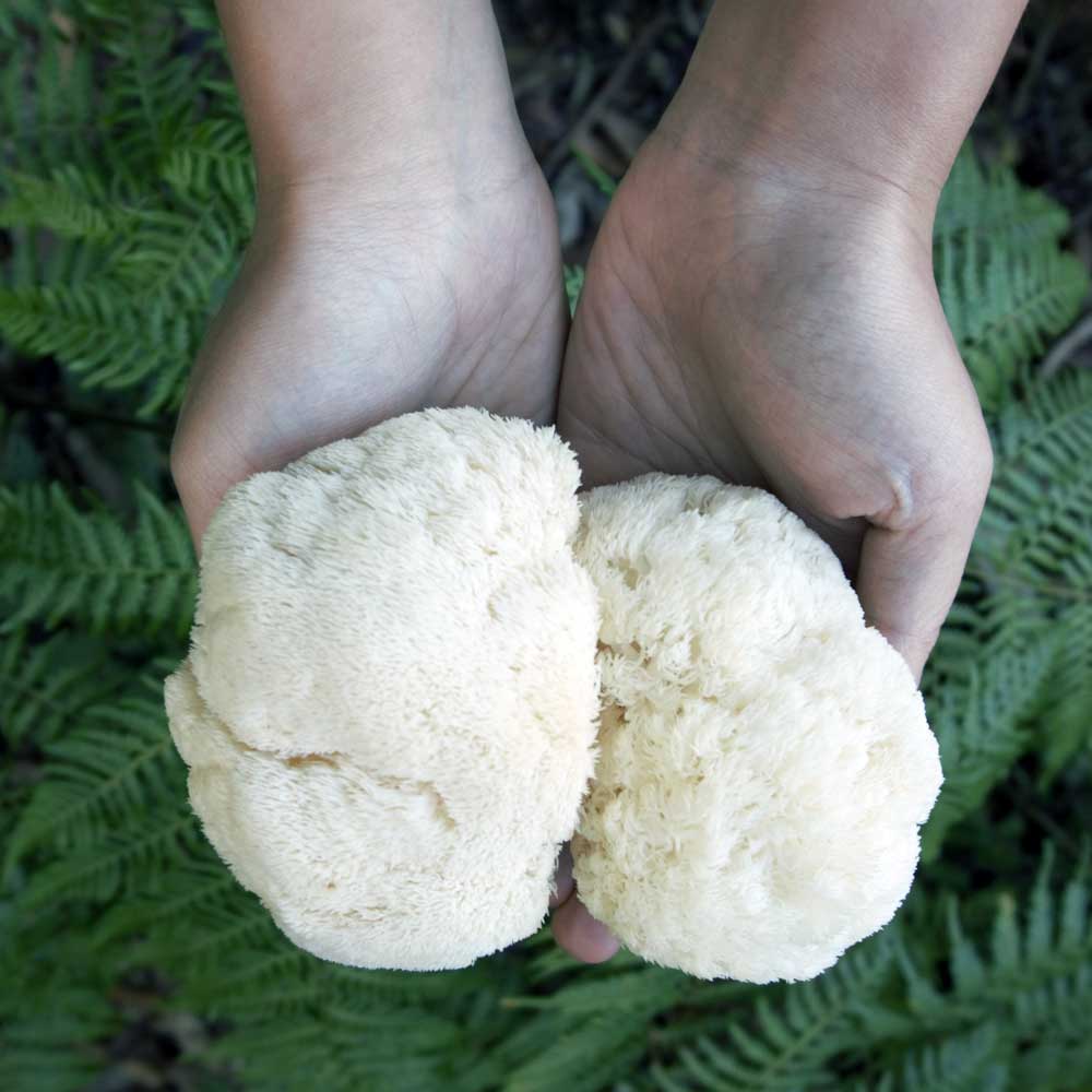 Mushrooms magnify memory by boosting nerve growth – Dr Noel's Mushroom ...